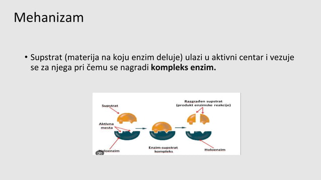 3. Enzimi prezentacija za cas informatike | PPTX