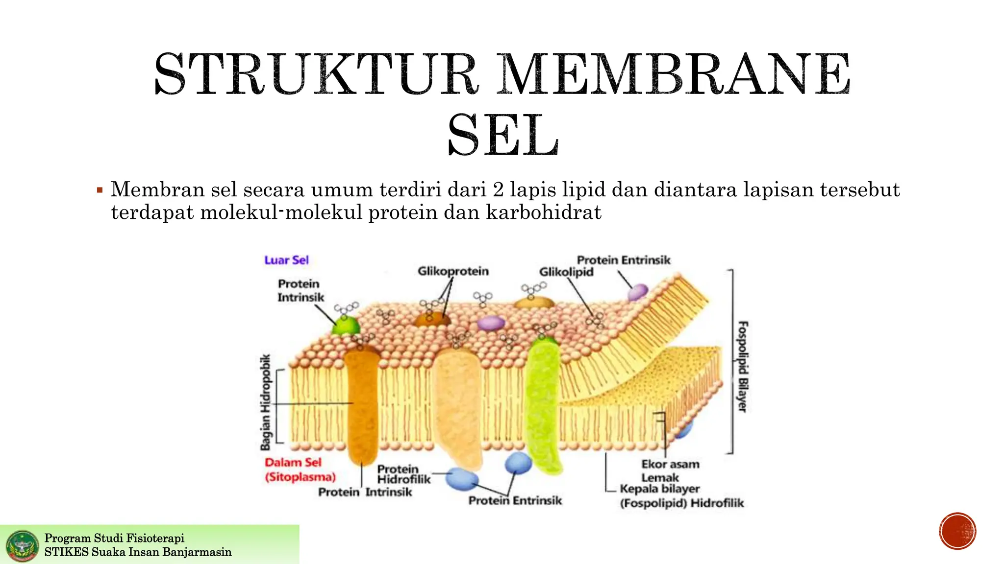MATERI MEMBRAN SEL DAN SISTEM MEMBRAN SEL.pptx