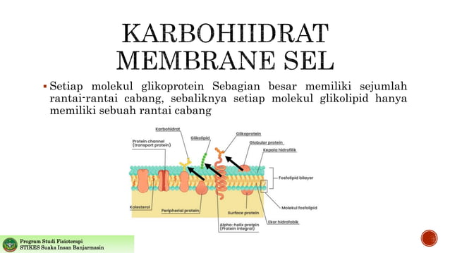 MATERI MEMBRAN SEL DAN SISTEM MEMBRAN SEL.pptx