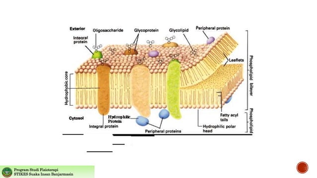 MATERI MEMBRAN SEL DAN SISTEM MEMBRAN SEL.pptx
