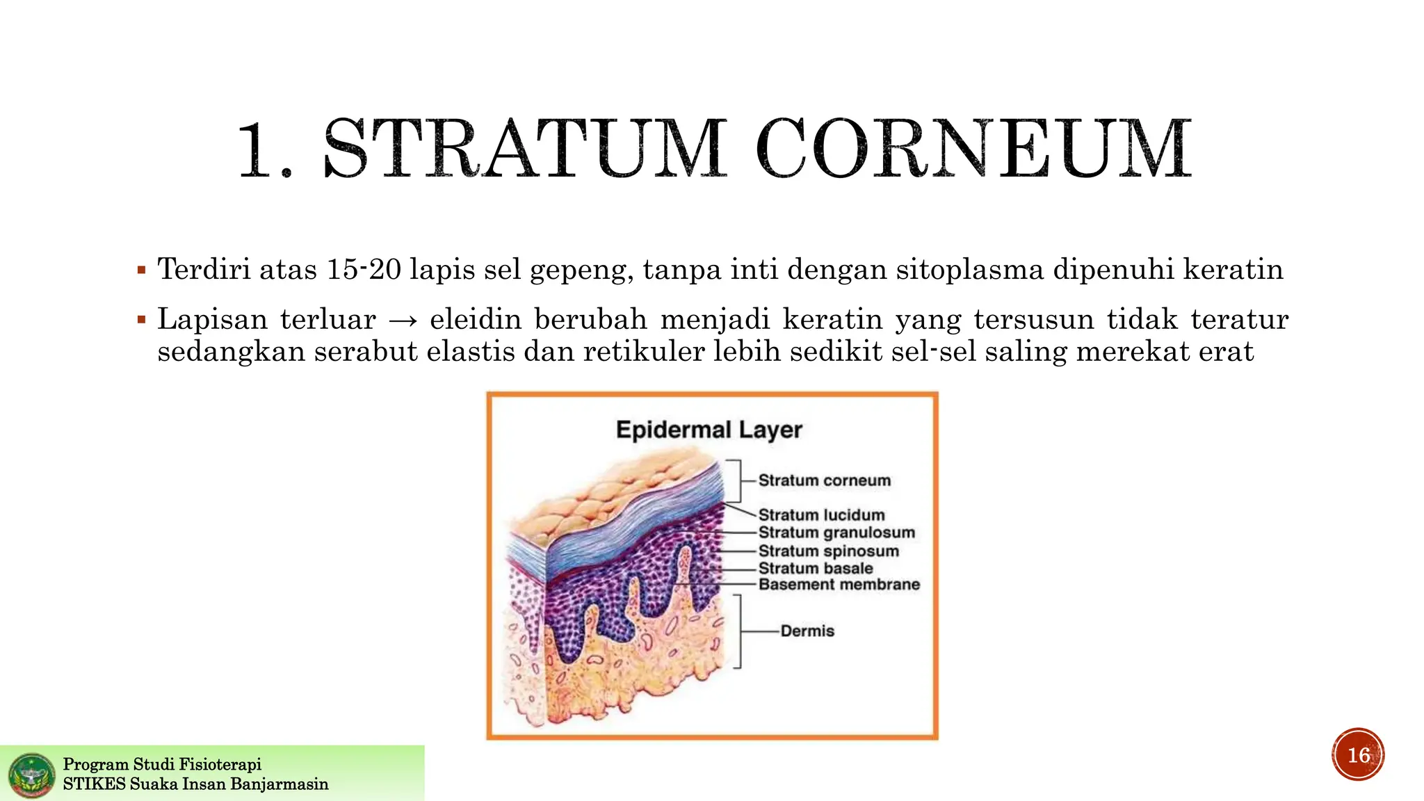 MATERI ANATOMI SISTEM INTEGUMEN SARJANA FISIOTERAPI.pptx