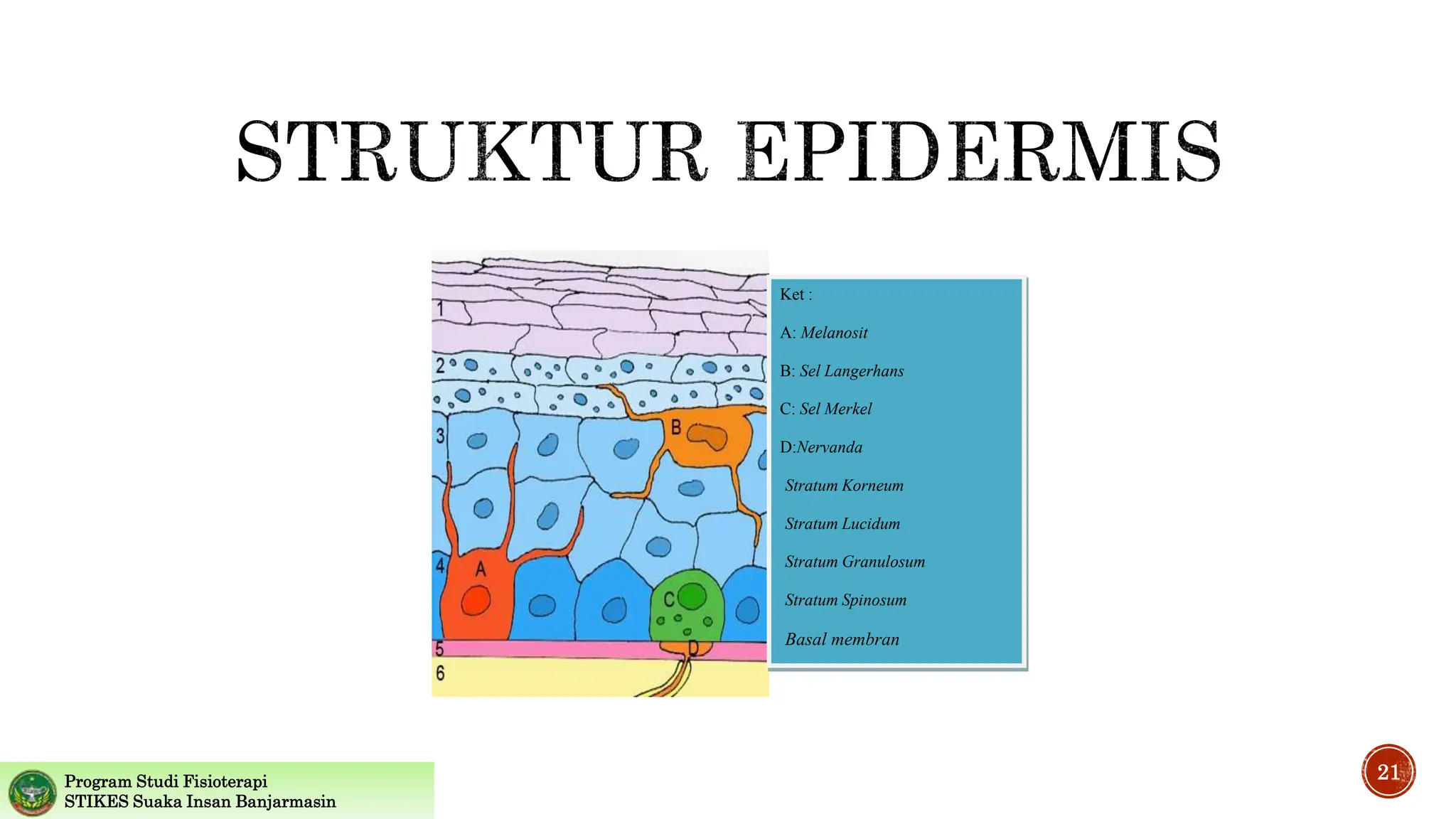 MATERI ANATOMI SISTEM INTEGUMEN SARJANA FISIOTERAPI.pptx