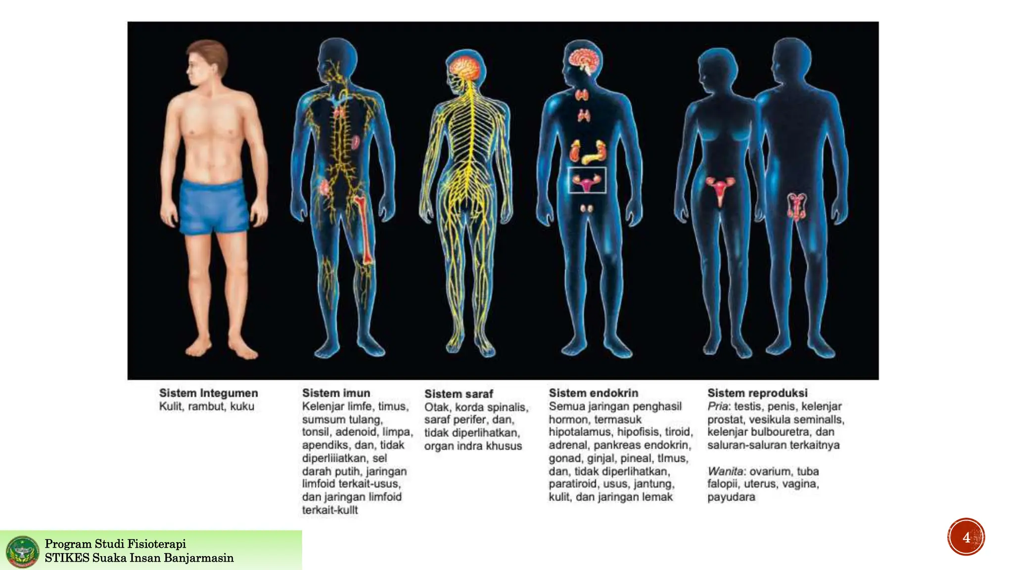 MATERI ANATOMI SISTEM INTEGUMEN SARJANA FISIOTERAPI.pptx