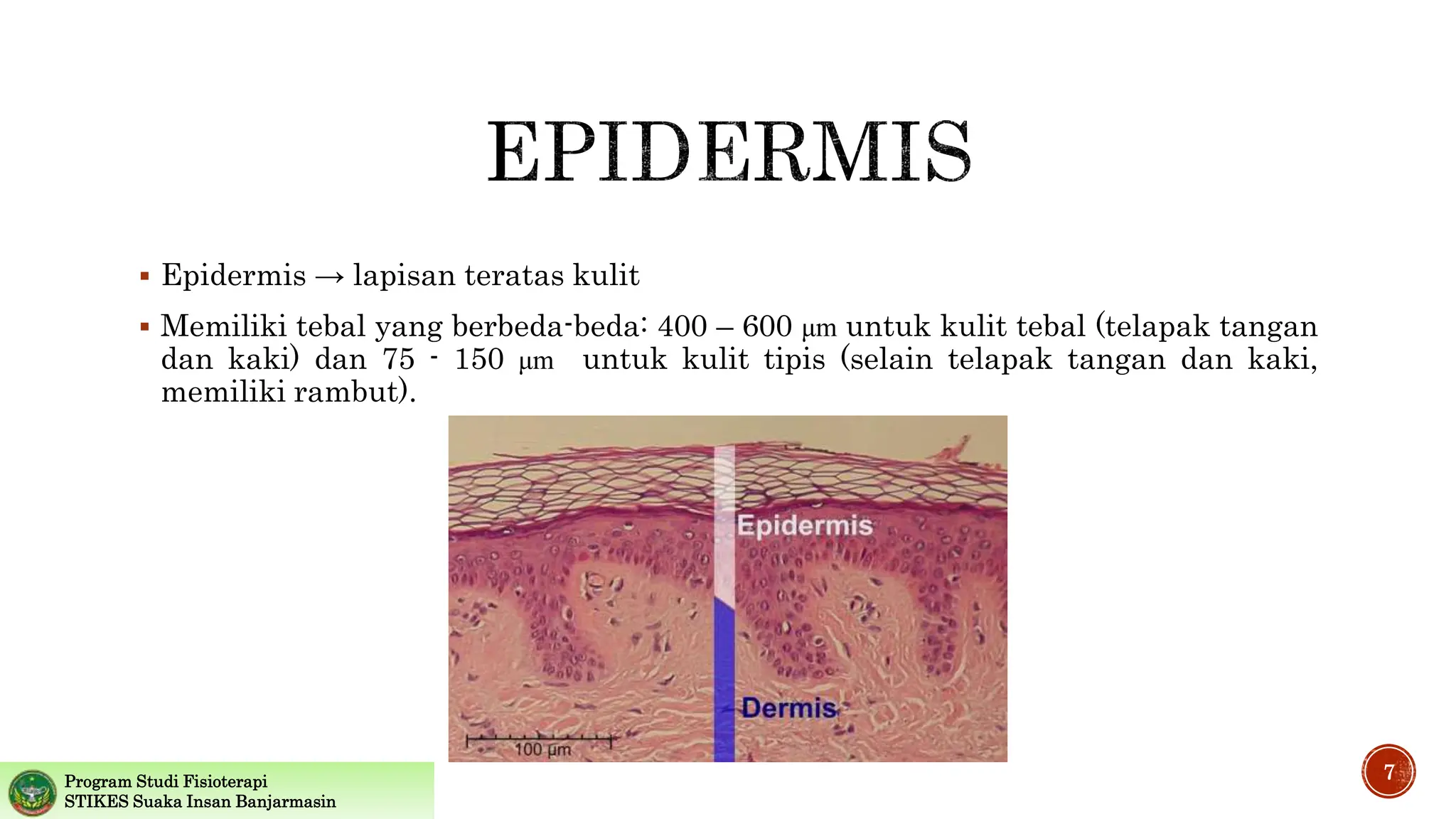 MATERI ANATOMI SISTEM INTEGUMEN SARJANA FISIOTERAPI.pptx