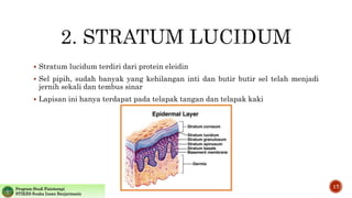 MATERI ANATOMI SISTEM INTEGUMEN SARJANA FISIOTERAPI.pptx