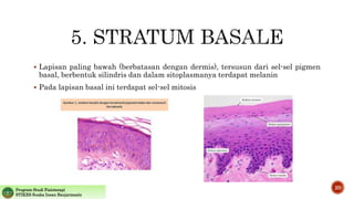 MATERI ANATOMI SISTEM INTEGUMEN SARJANA FISIOTERAPI.pptx