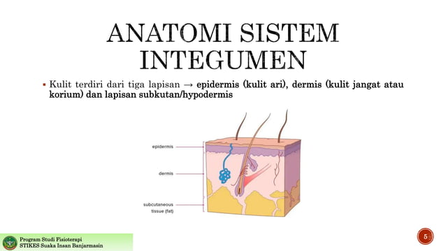 MATERI ANATOMI SISTEM INTEGUMEN SARJANA FISIOTERAPI.pptx