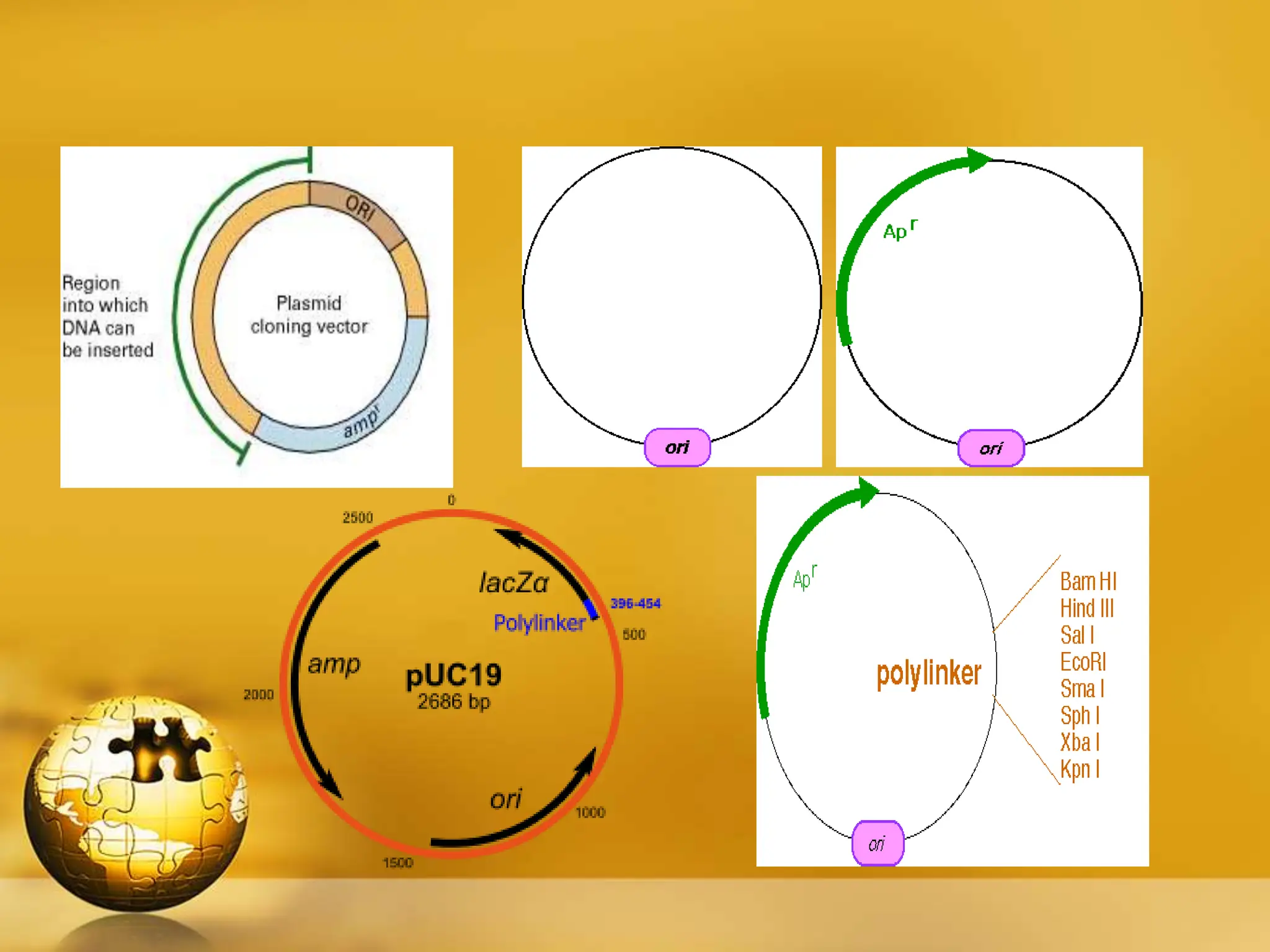 3 . Molecular Cloning and screening strategies by using E.coli as Host.pptx