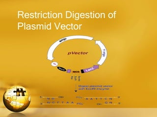3 . Molecular Cloning and screening strategies by using E.coli as Host.pptx