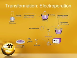 3 . Molecular Cloning and screening strategies by using E.coli as Host.pptx