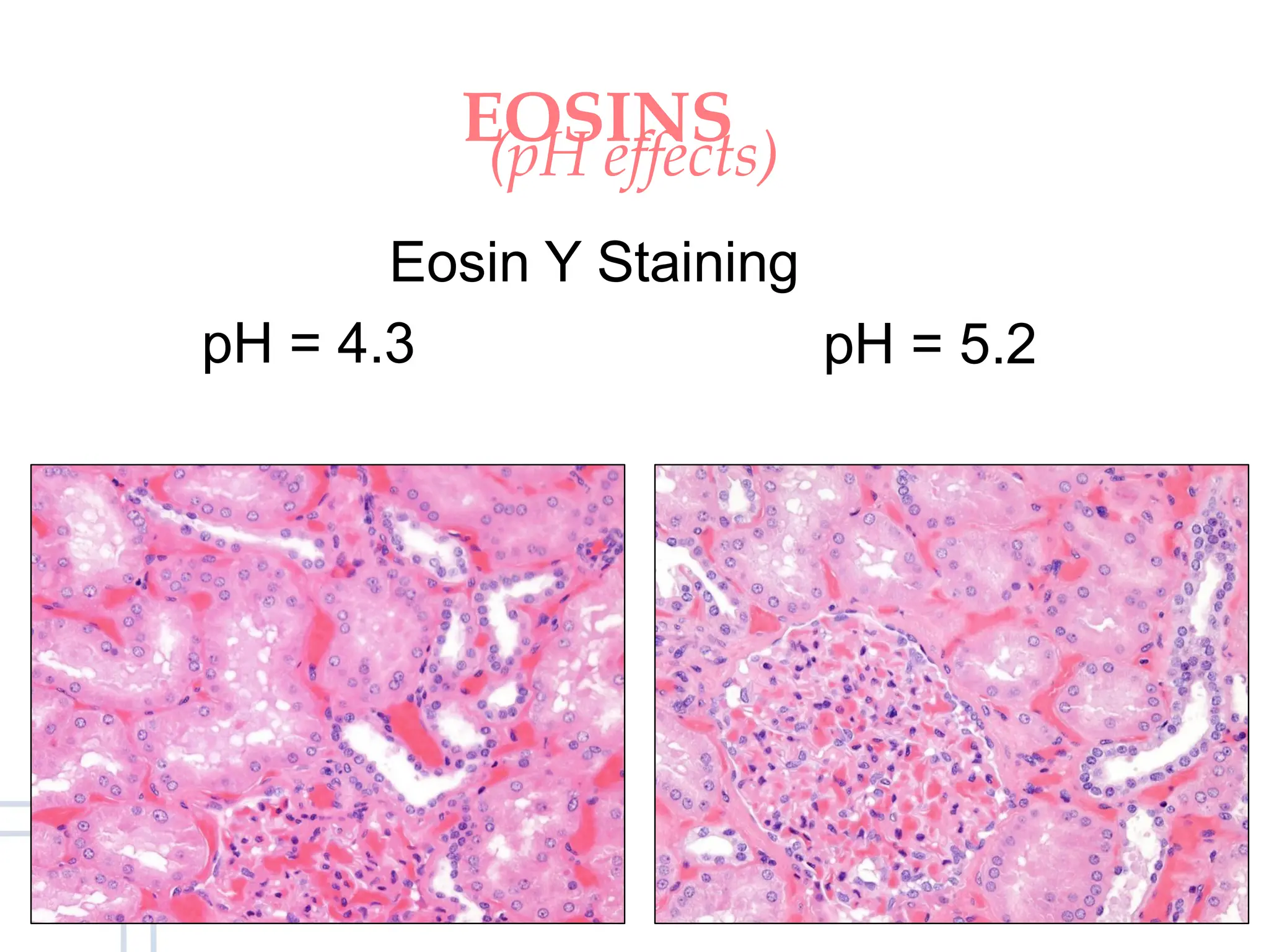 Phương pháp nhuộm Hematoxylin và Eosin giải phẫu bệnh | PDF