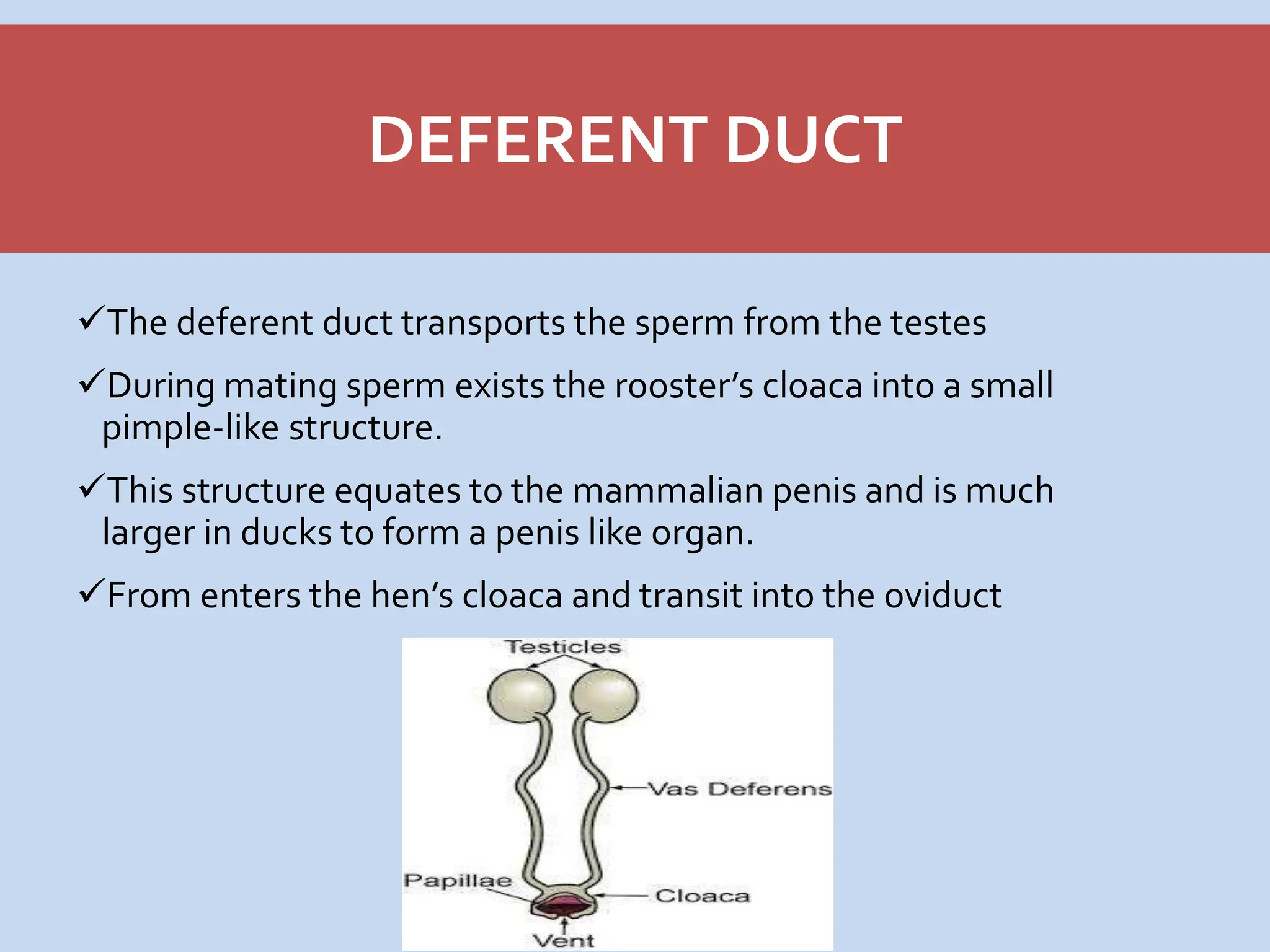 3.1 Poultry Production in Agriculture.ppt