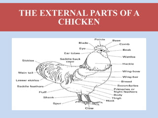 3.1 Poultry Production in Agriculture.ppt