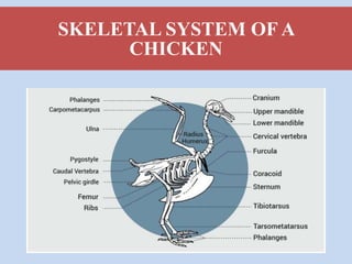 3.1 Poultry Production in Agriculture.ppt