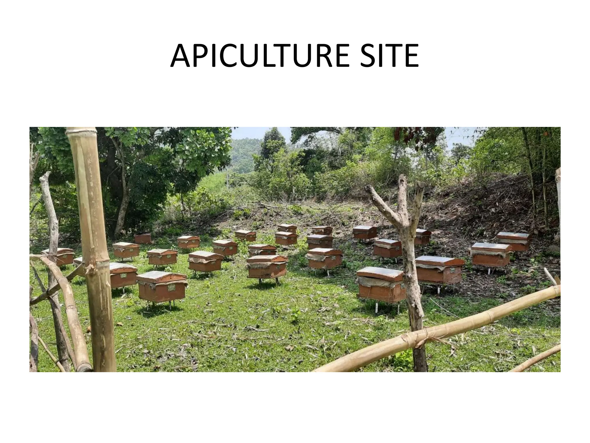 मधुमक्खी पालन 3.pptx beekeeping ppt for apiculture | PPTX