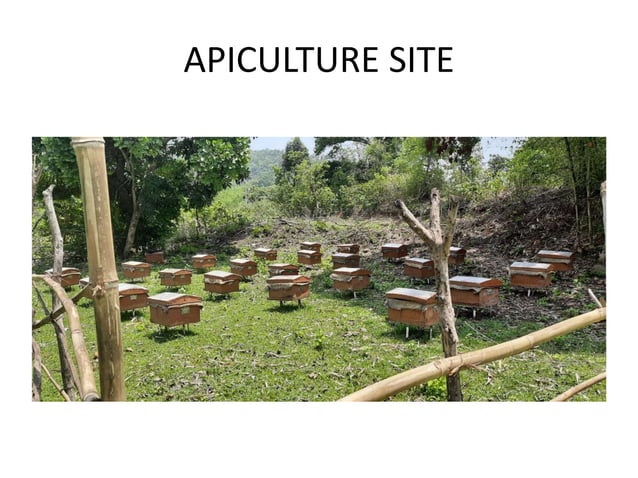 मधुमक्खी पालन 3.pptx beekeeping ppt for apiculture | PPTX