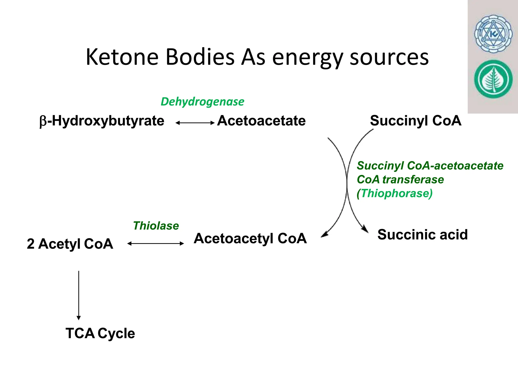 KETONE BODY METABOLISM. FOR MBBS, BDS, LABORATORY MEDICINE pptx | PPTX