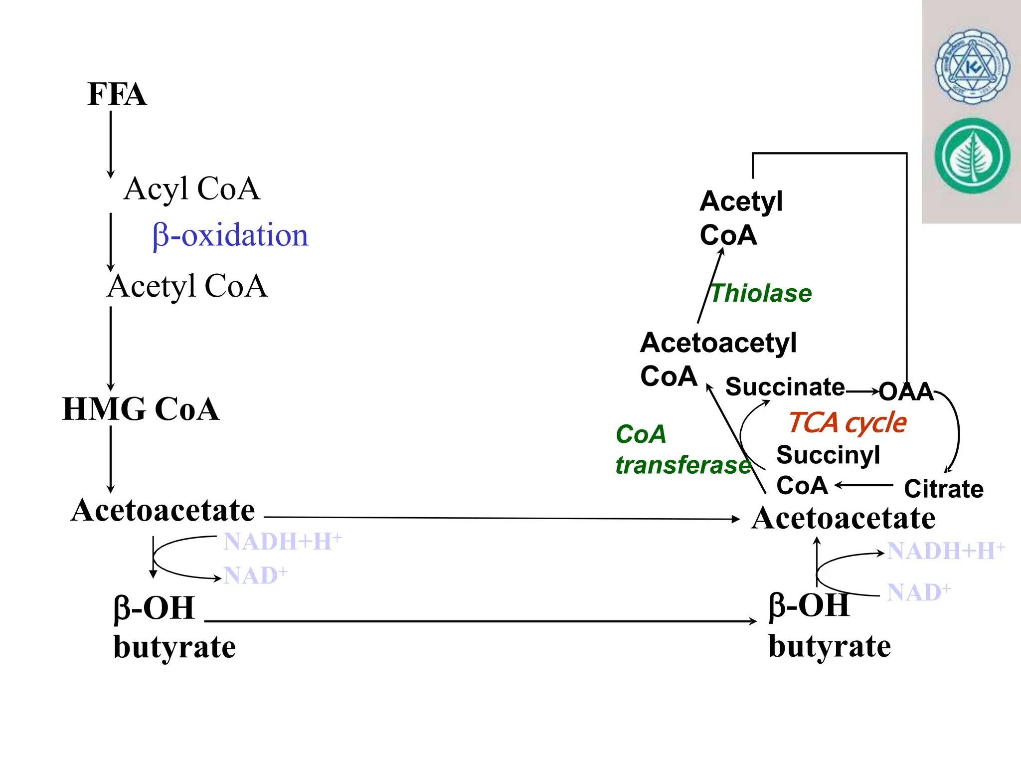 KETONE BODY METABOLISM. FOR MBBS, BDS, LABORATORY MEDICINE pptx | PPTX