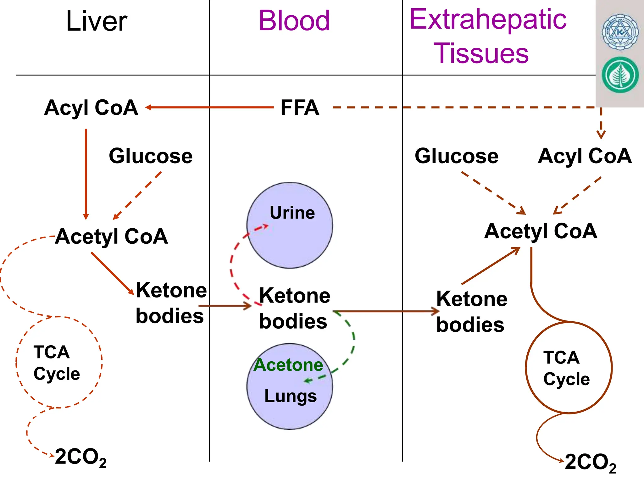 KETONE BODY METABOLISM. FOR MBBS, BDS, LABORATORY MEDICINE pptx | PPTX