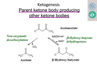 KETONE BODY METABOLISM. FOR MBBS, BDS, LABORATORY MEDICINE pptx | PPTX