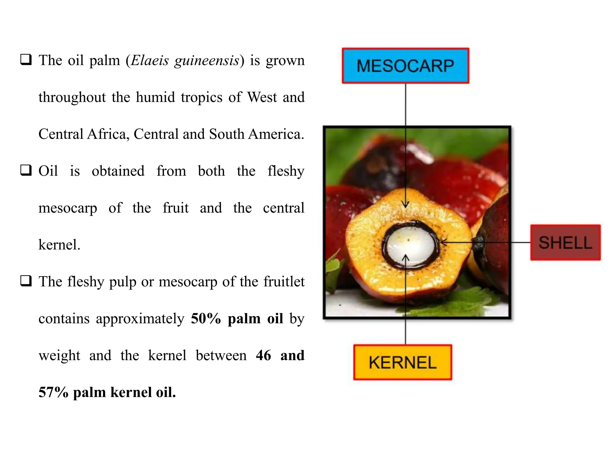 Processing and Value addition of OILPALM | PPTX