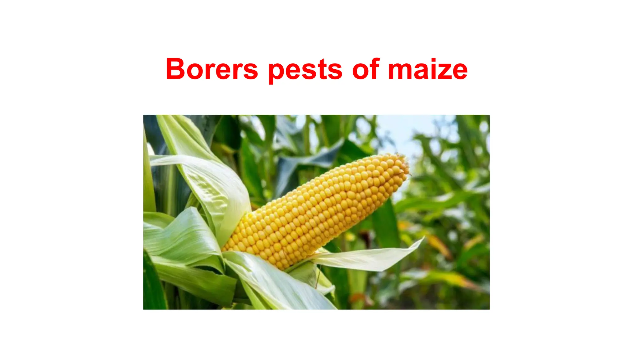 Pests of Maize_Dr.UPR_Identification, Binomics, Integrated Pest ...