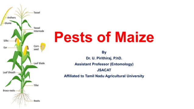 Pests of Maize_Dr.UPR_Identification, Binomics, Integrated Pest ...