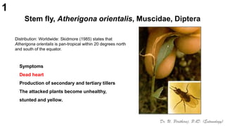 Pests of Maize_Dr.UPR_Identification, Binomics, Integrated Pest ...