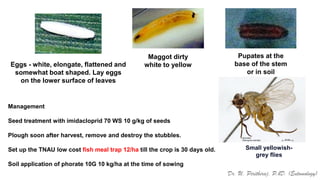 Pests of Maize_Dr.UPR_Identification, Binomics, Integrated Pest ...