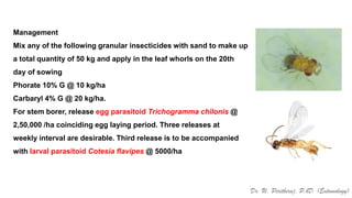 Pests of Maize_Dr.UPR_Identification, Binomics, Integrated Pest ...
