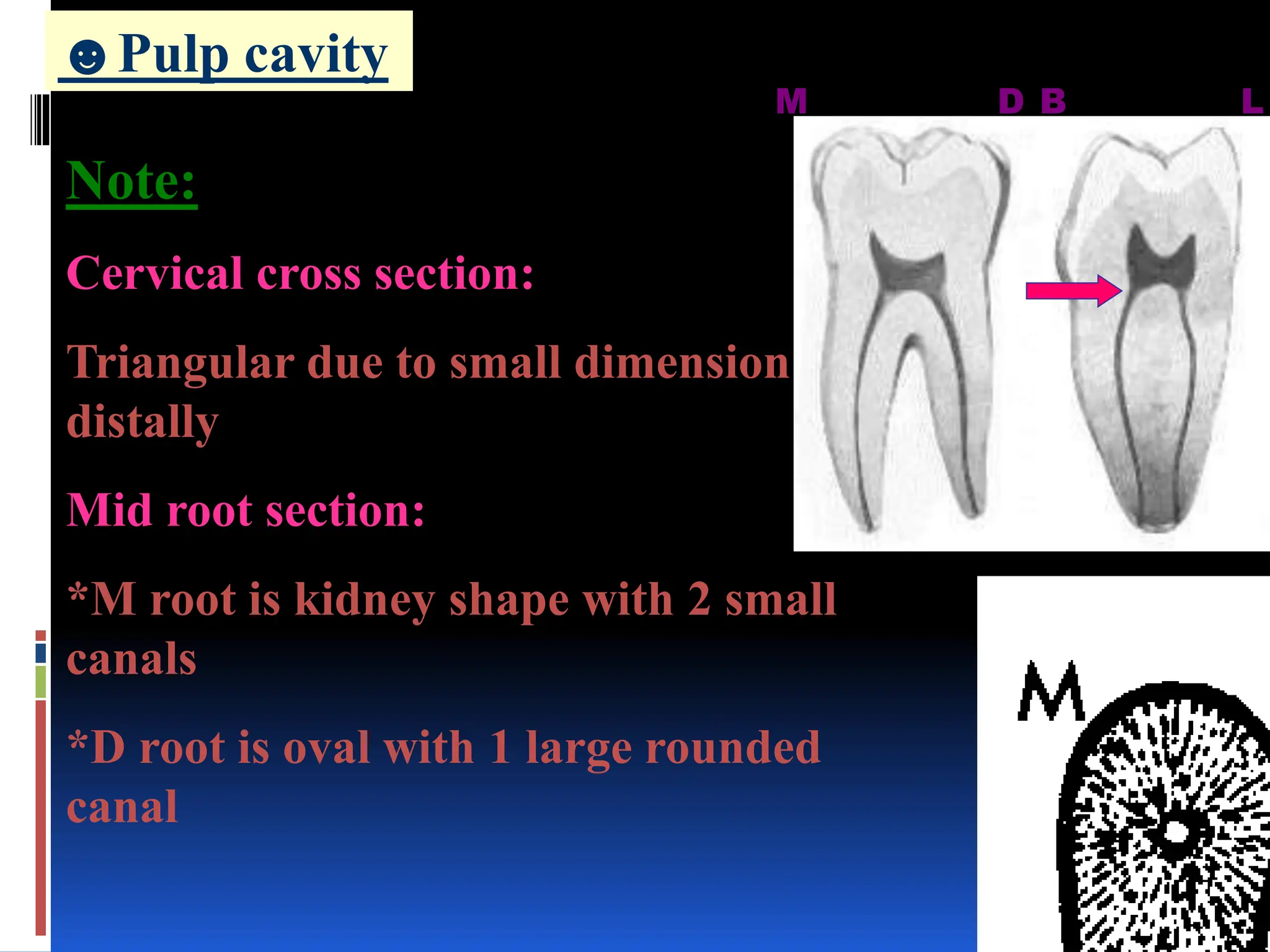 First and Second mandibular Molars and Human Occlusion | PPT | Dental ...