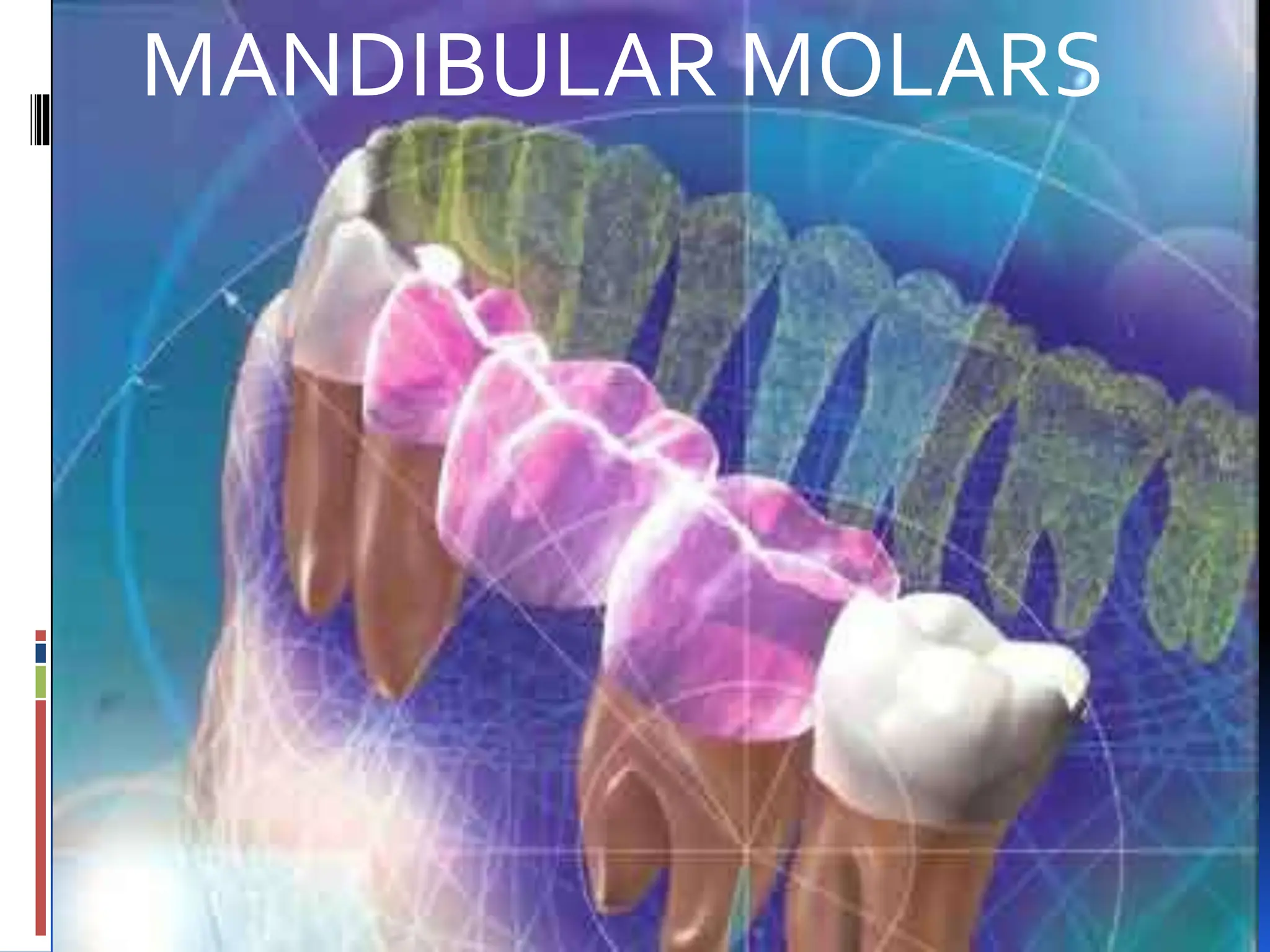 First and Second mandibular Molars and Human Occlusion | PPT