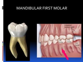 First and Second mandibular Molars and Human Occlusion | PPT