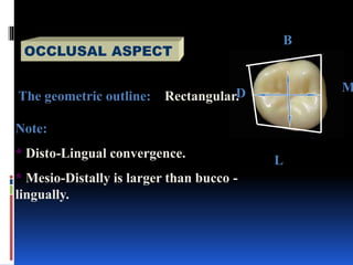 First and Second mandibular Molars and Human Occlusion | PPT