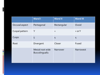 First and Second mandibular Molars and Human Occlusion | PPT