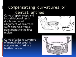 First and Second mandibular Molars and Human Occlusion | PPT