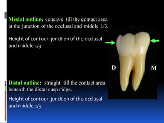 First and Second mandibular Molars and Human Occlusion | PPT | Dental ...