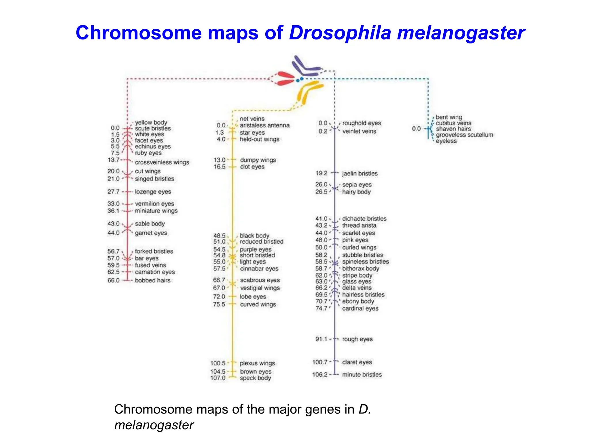 3. Chromosome Mapping in Drosophila flies | PPT