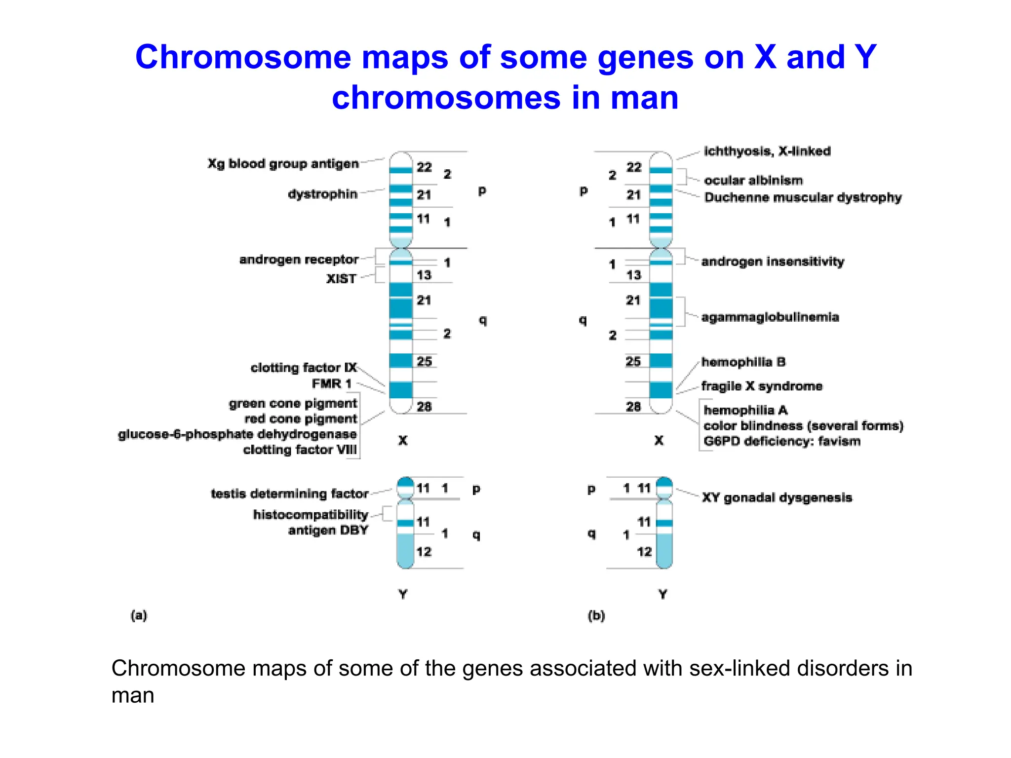 3. Chromosome Mapping in Drosophila flies | PPT