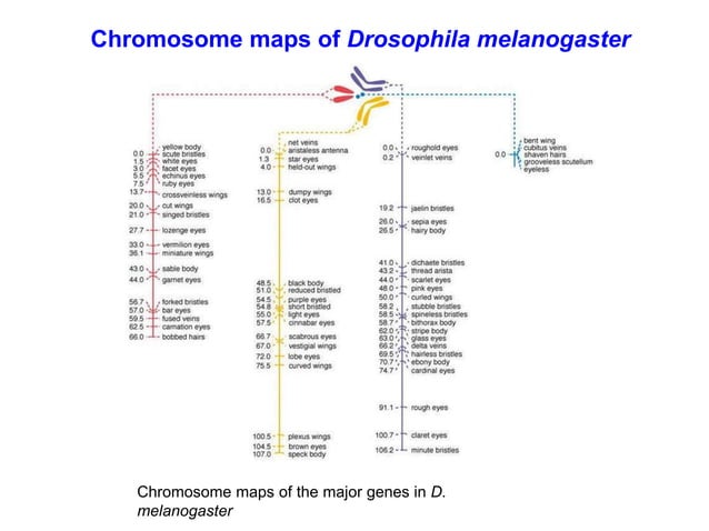 3. Chromosome Mapping in Drosophila flies | PPT | Genetics | Science