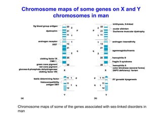 3. Chromosome Mapping in Drosophila flies | PPT