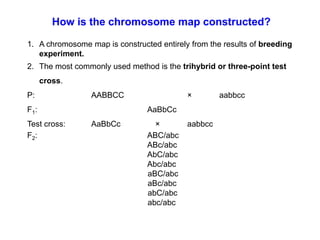 3. Chromosome Mapping in Drosophila flies | PPT