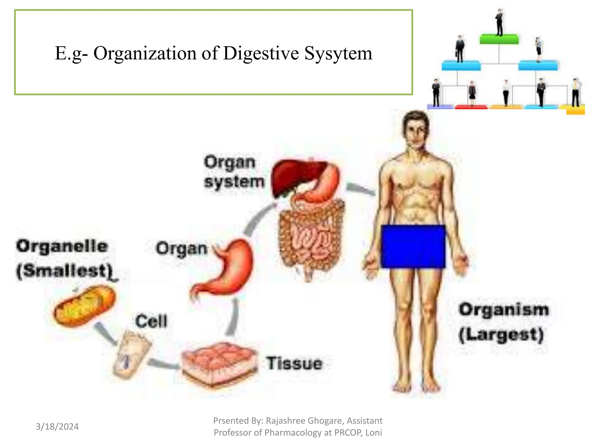 Levels of Structural organization,fundamental levels of organization,To study the different ...
