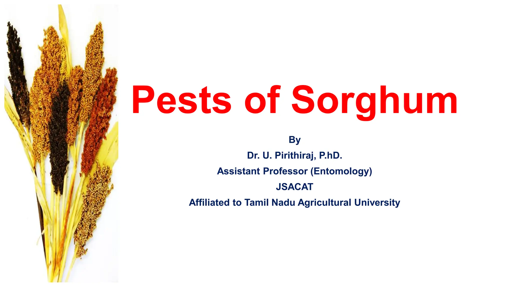 3.2 Pests of Sorghum_Identification, Symptoms and nature of damage ...