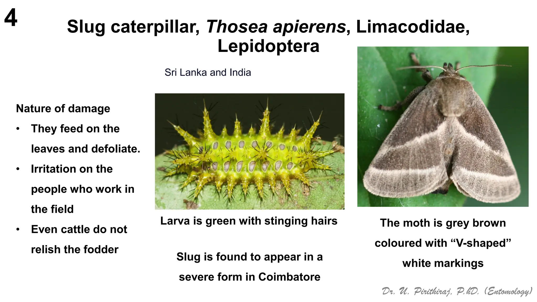 3.2 Pests of Sorghum_Identification, Symptoms and nature of damage ...