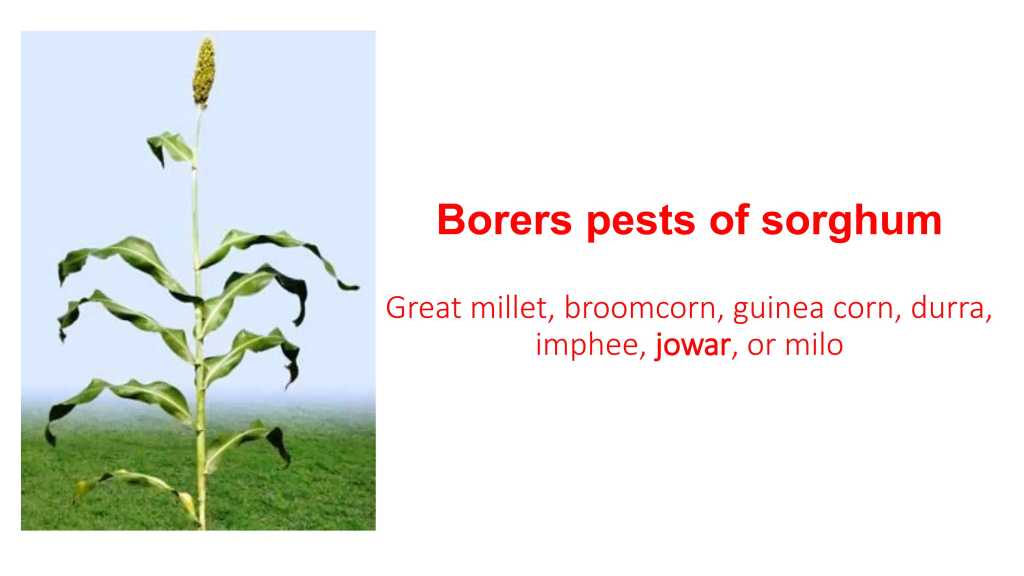 3.2 Pests of Sorghum_Identification, Symptoms and nature of damage ...