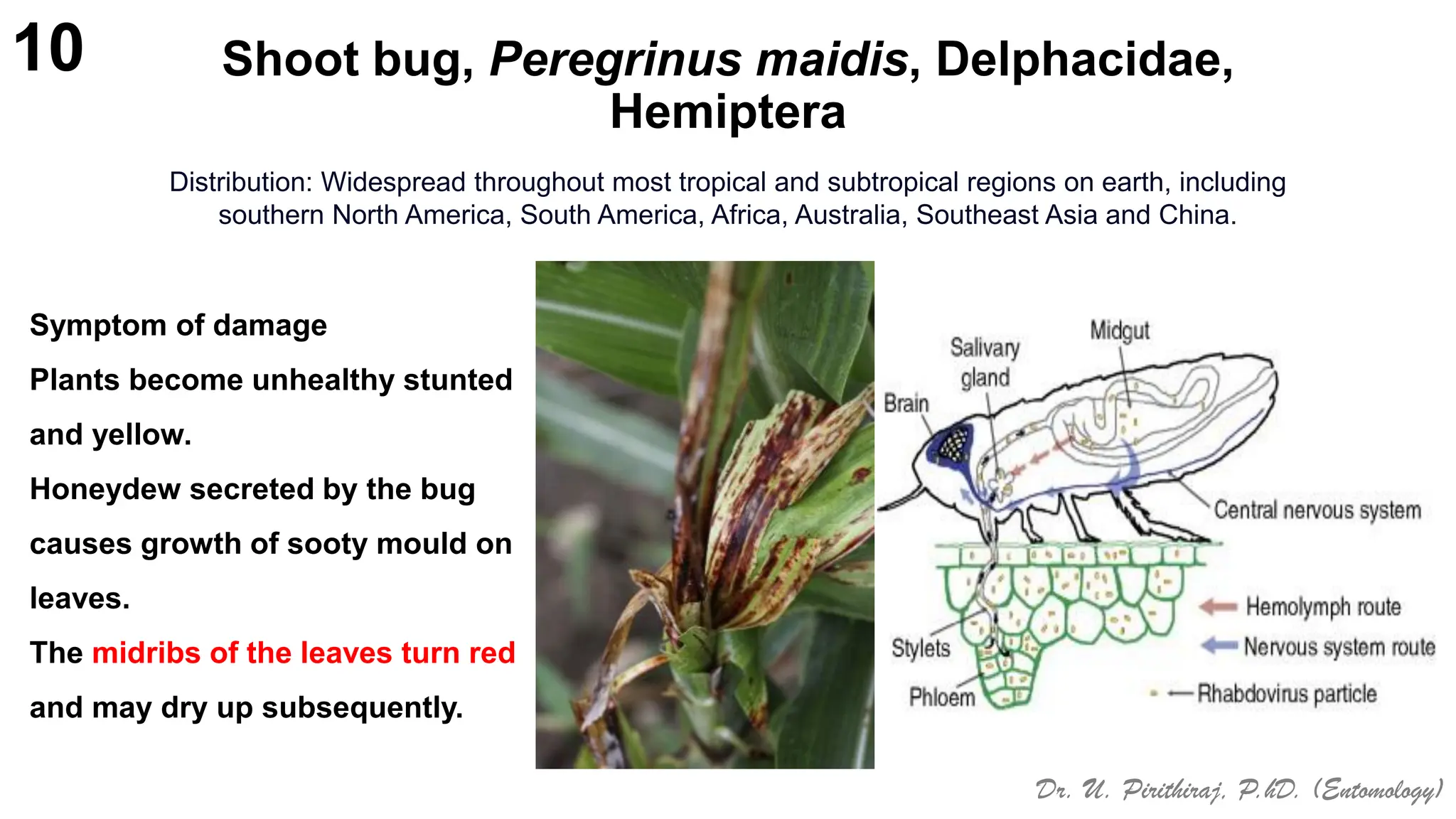 3.2 Pests of Sorghum_Identification, Symptoms and nature of damage ...