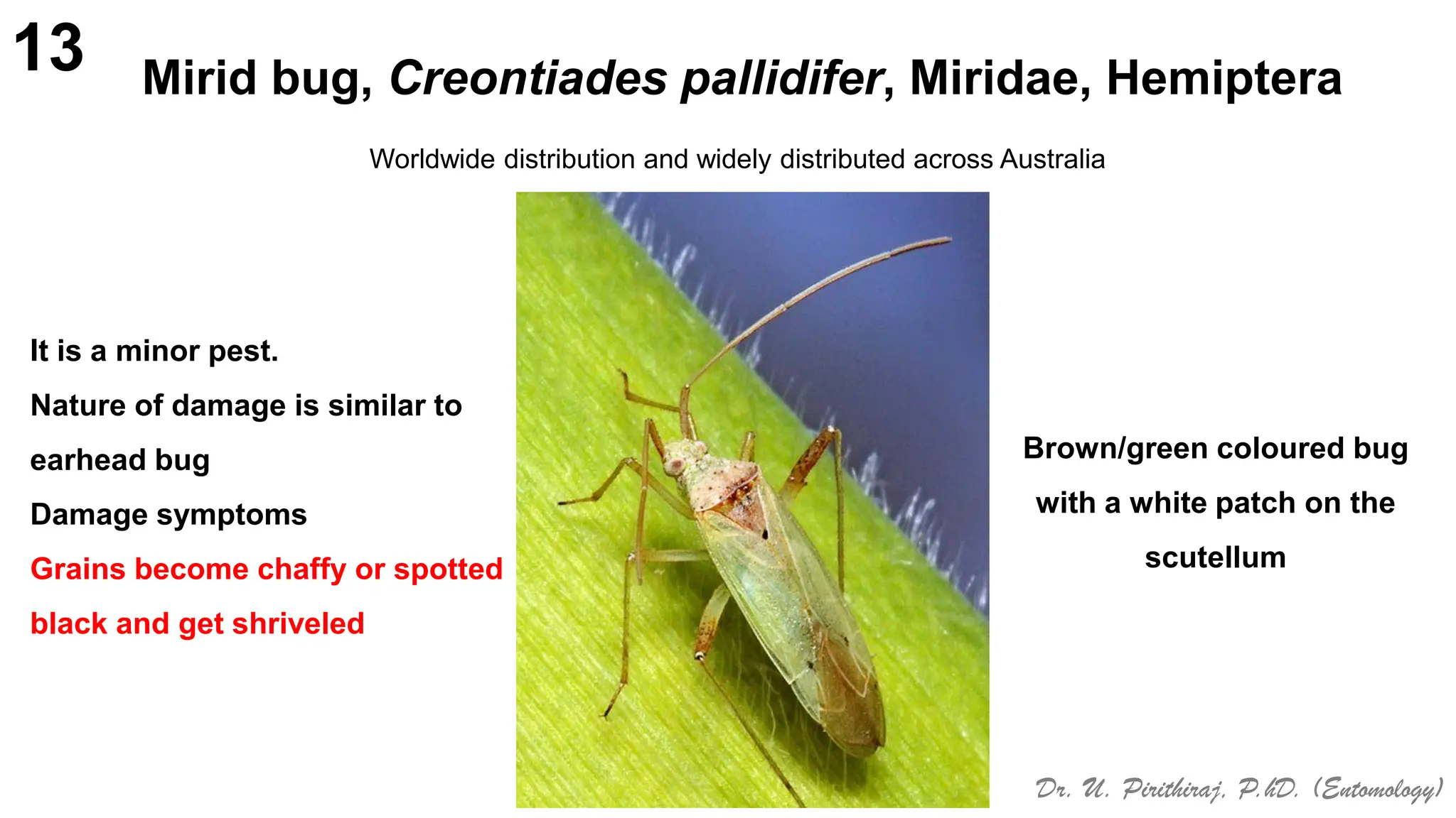 3.2 Pests of Sorghum_Identification, Symptoms and nature of damage ...