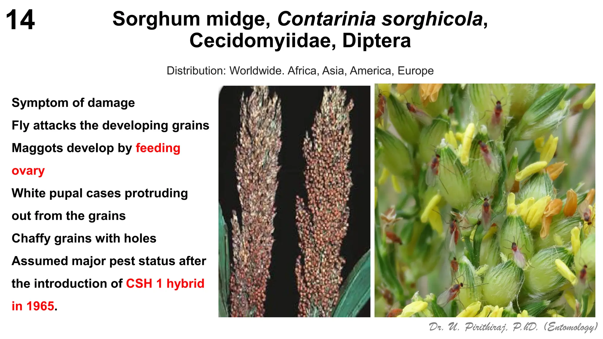 3.2 Pests of Sorghum_Identification, Symptoms and nature of damage, Binomics, Integrated pest ...