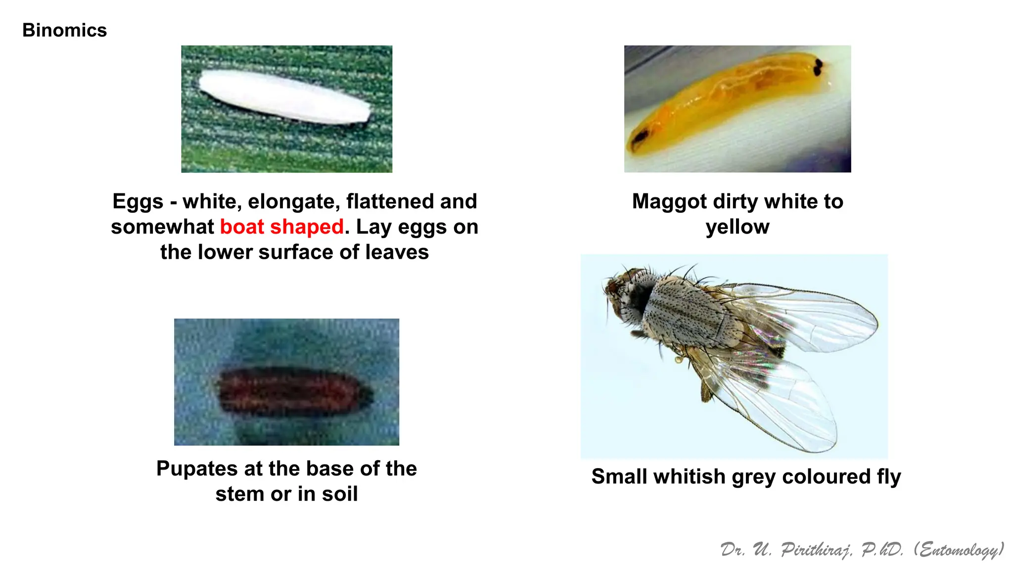 3.2 Pests of Sorghum_Identification, Symptoms and nature of damage ...